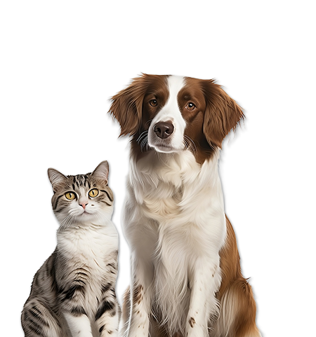 Pet Lab Work | Primary Pet Care